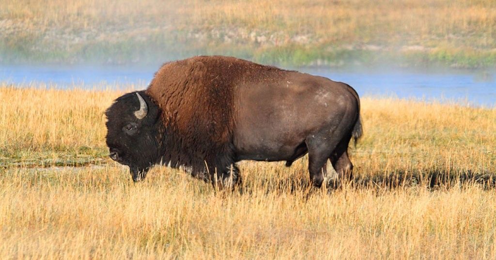The 25-year-old woman in the USA died after a bison hit her with its ...