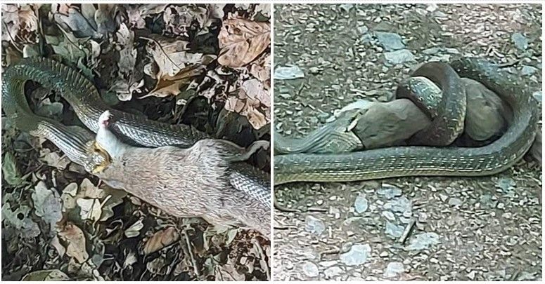 Parku i Gërmisë, fotografohet gjarpri duke e gëlltitur një ketër ...