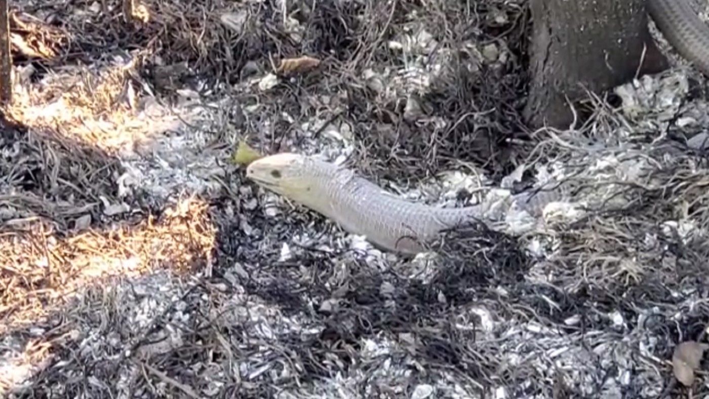 The snake in Fier miraculously escapes the flames, stays on the ...