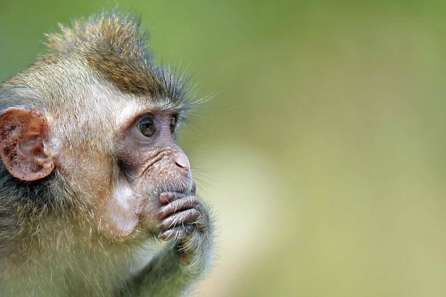 Why can humans talk but monkeys can't? Research offers new theories ...