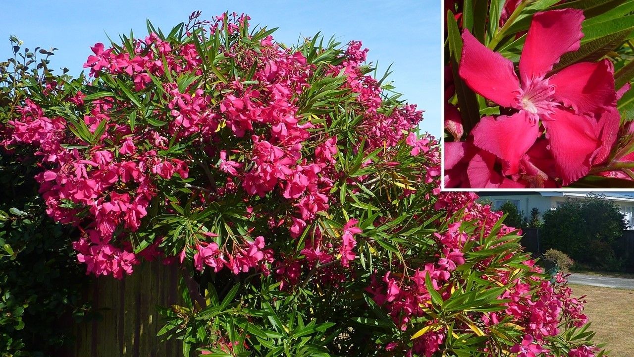 Beautiful, hardy and highly poisonous: Everything you need to know ...