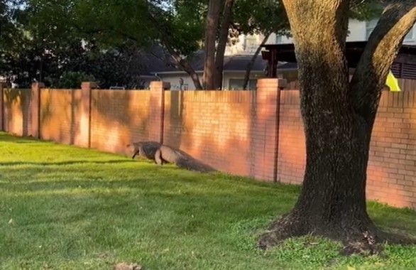 The large alligator is seen walking in the suburbs of Houston ...