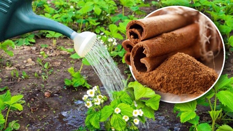 Kanella nuk është vetëm erëz: Kurthi i parë për milingonat dhe ...