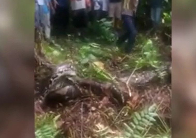 A six-meter python in Indonesia devoured the body of a 54-year-old ...