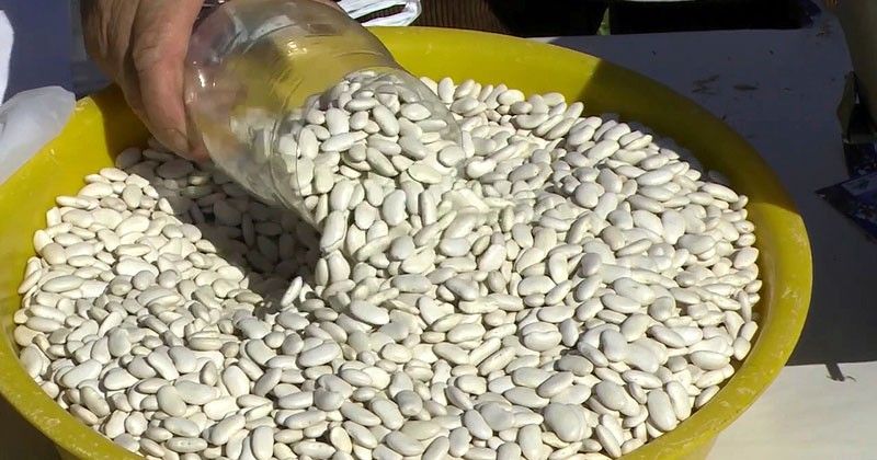 "Fasulja e Tetovës" produkt drejt zhdukjes, kërkohet brendimi i saj për ...