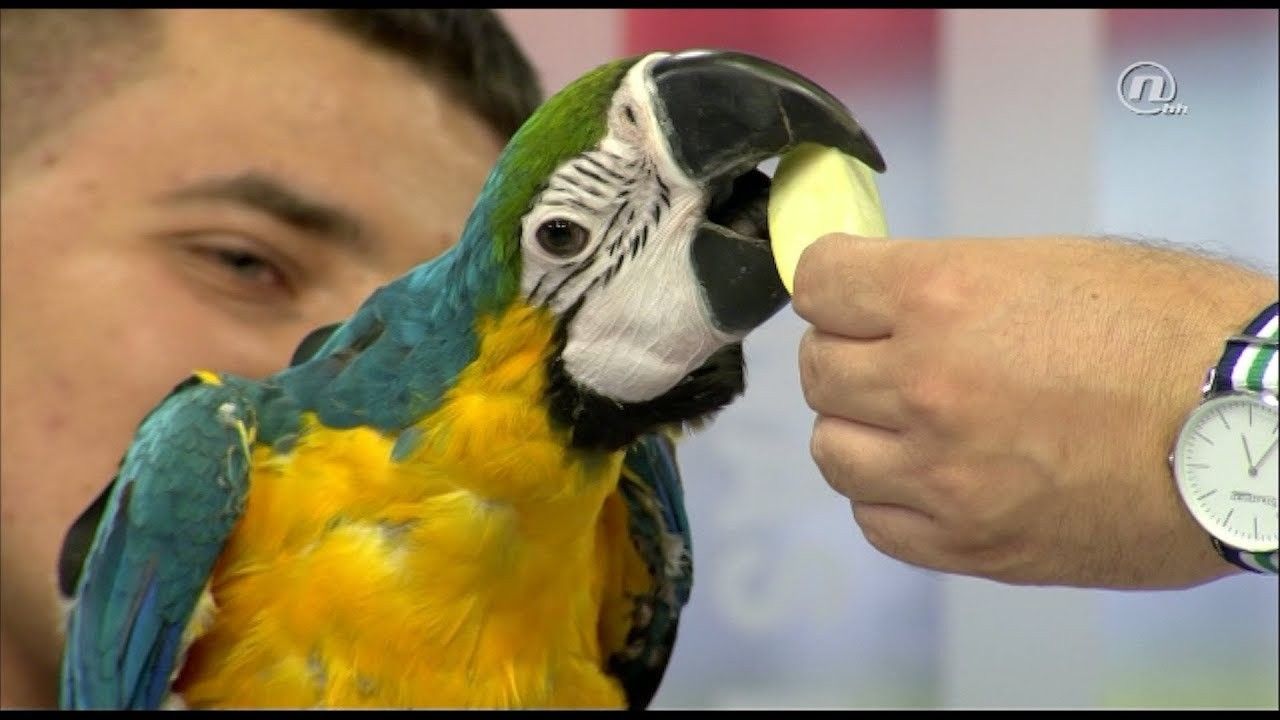 Si të zbutni një papagall - Telegrafi - Telegrafi