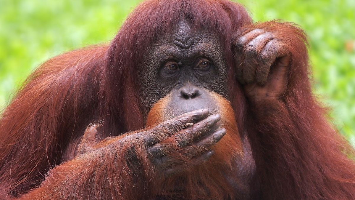 Orangutani mahnit vizitorët e kopshtit zoologjik në Indonezi me poza ...