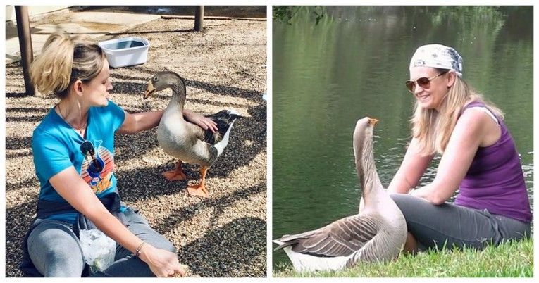 An abandoned goose befriended a woman - a film is being made about this ...