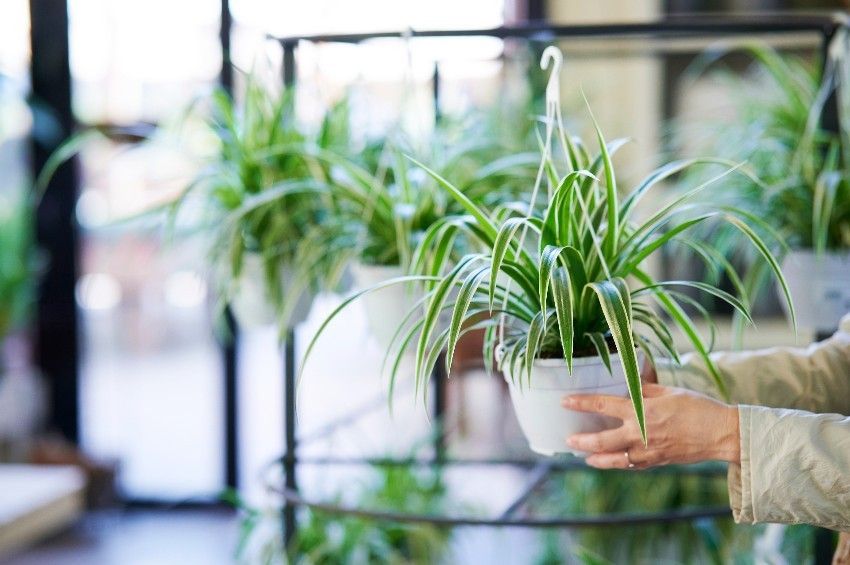 Bima e cila pastron ajrin dhe mund të qëndrojë një kohë të gjatë pa ujë ...
