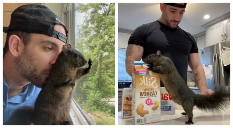Squirrel is a hit on TikTok, see what he does with his owner ...