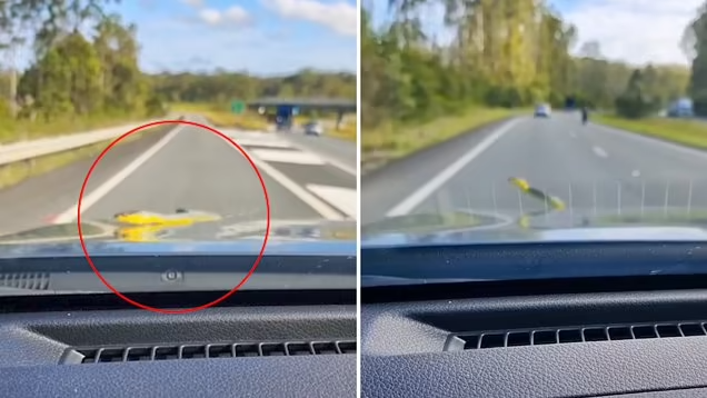 The scary moment when a snake crawls over the front of a car on the ...