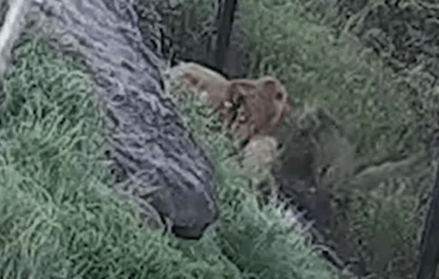 Five lions managed to escape from their enclosure in the zoo of ...
