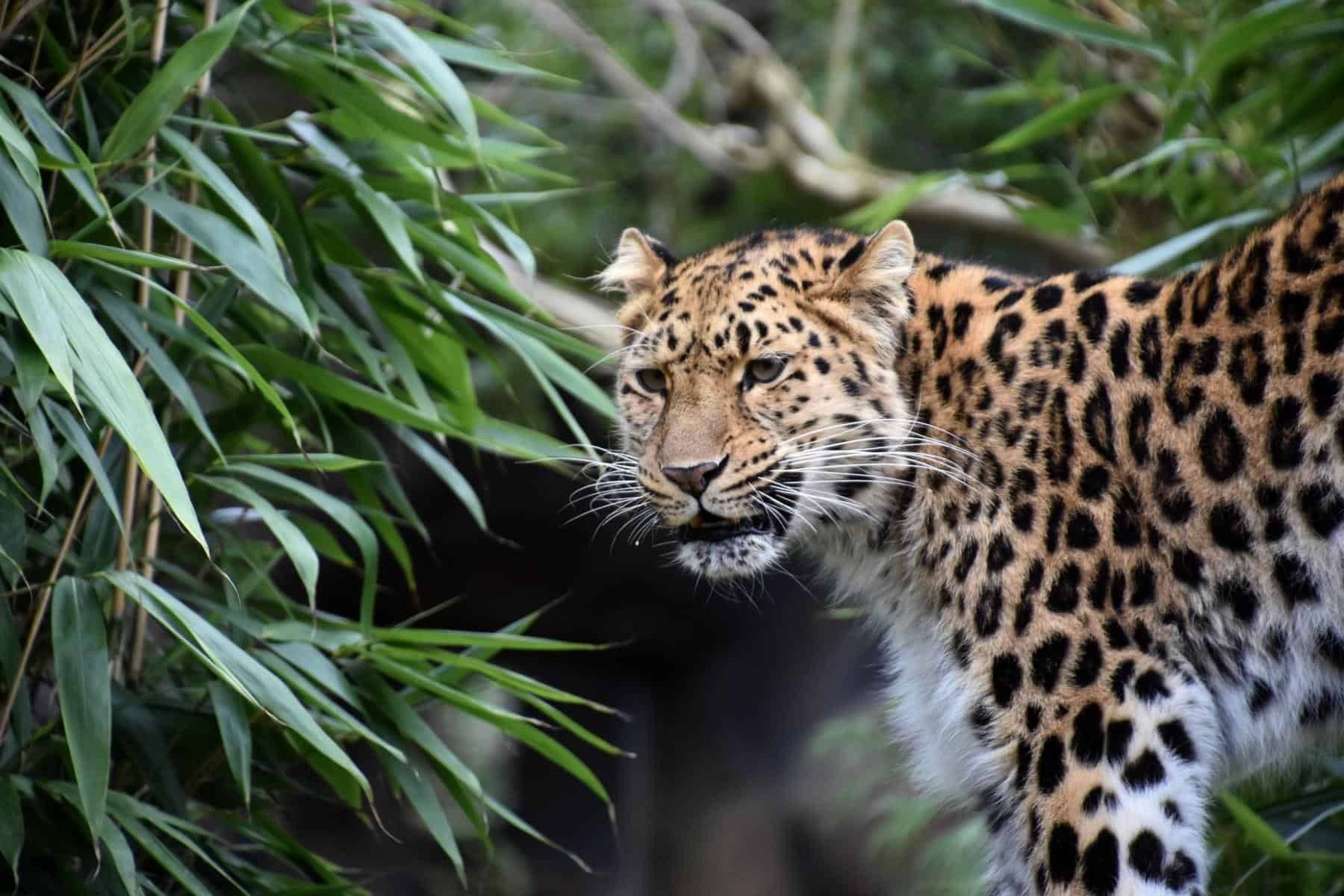 Seven-year-old girl dies after being dragged by leopard in India ...