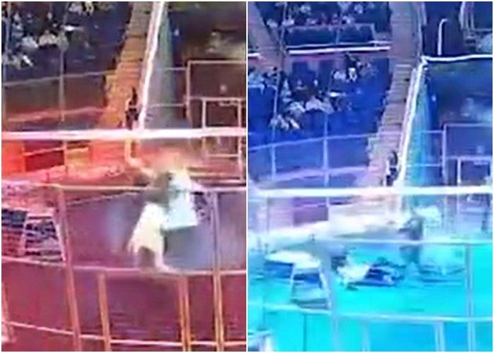 Momenti kur luani sulmon interpretuesin në një cirk në Rusi - ai bashkë ...