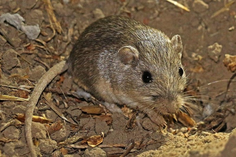 Mouse at San Diego Zoo believed to be world's oldest at 9 years old ...