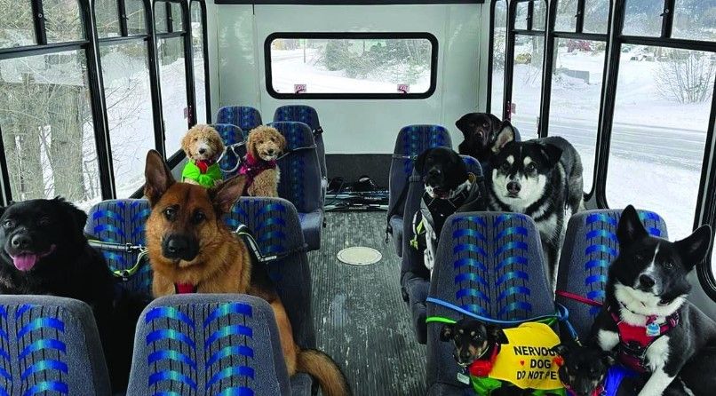 Special bus for dogs - Telegraph - Telegraph