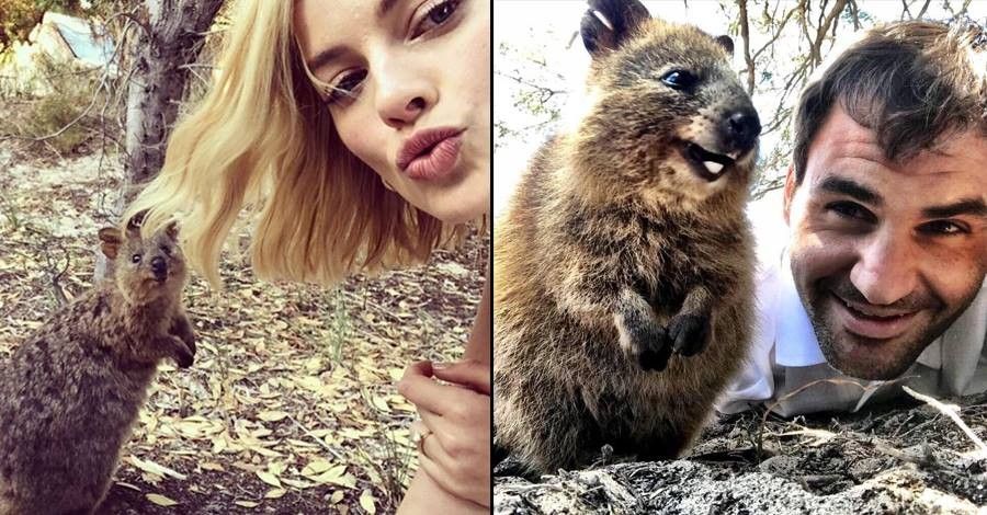 Meet the quokka, the happiest animal in the world - Telegraph - Telegraph