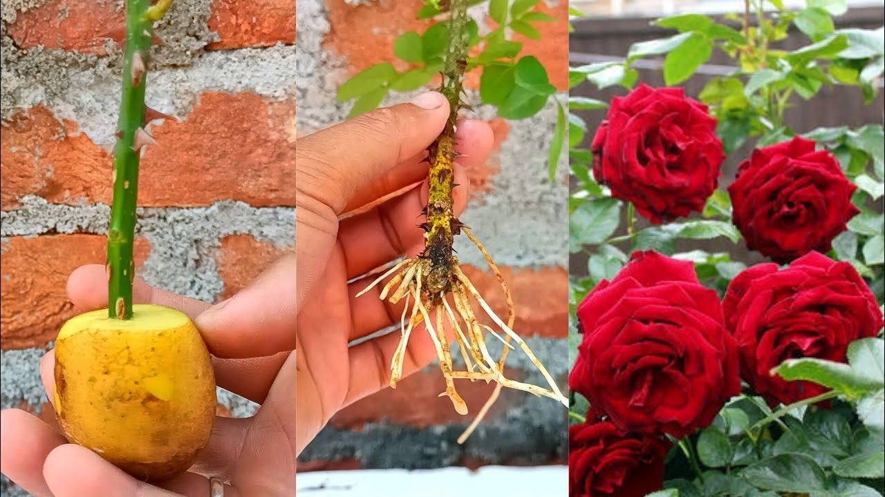 Provoni këtë truk të shkëlqyeshëm me patate: Ja si t'i bëni trëndafilat ...
