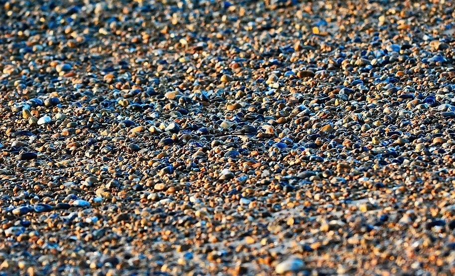 Can you spot the bird perfectly camouflaged on a pebble beach ...