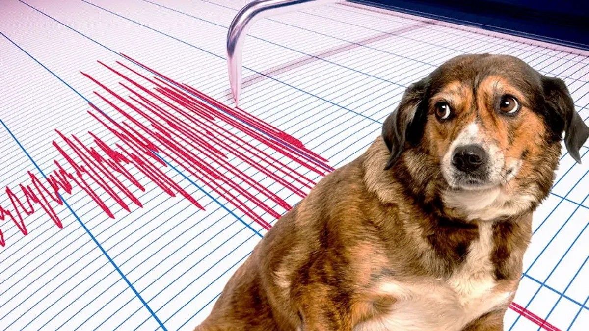How do dogs predict earthquakes? Can animals be the best alarm system ...