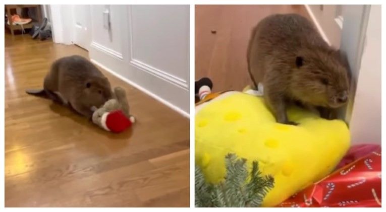 The doctor took the beaver home for rehabilitation - see how he builds ...