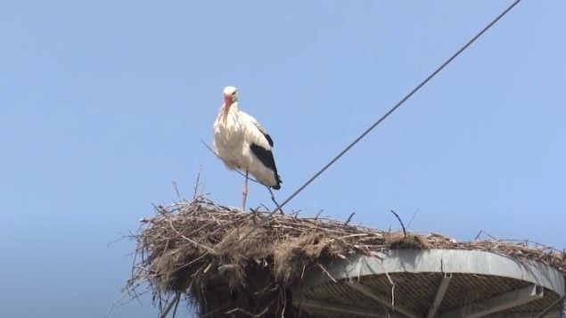 Rikthehet lejleku i bardhë në Gjirokastër, shpendët shtegtarë pasurojnë ...
