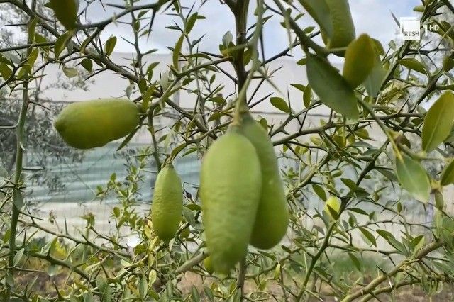 The most expensive lemon in the world, which costs 87 euros per ...
