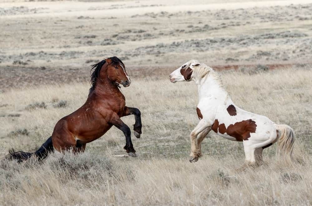 Kuajt më të rrezikshëm në botë: Kushtojini vëmendje, sepse kjo është ...