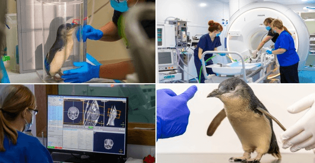 This is the first penguin in the world to have an MRI scan, as it was ...