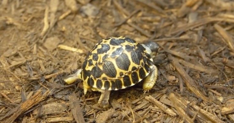 The 90-year-old turtle gave birth to its first three offspring ...