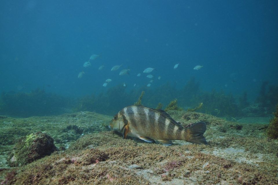 Si mbijetojnë peshqit në thellësi të oqeanit? - Telegrafi - Telegrafi