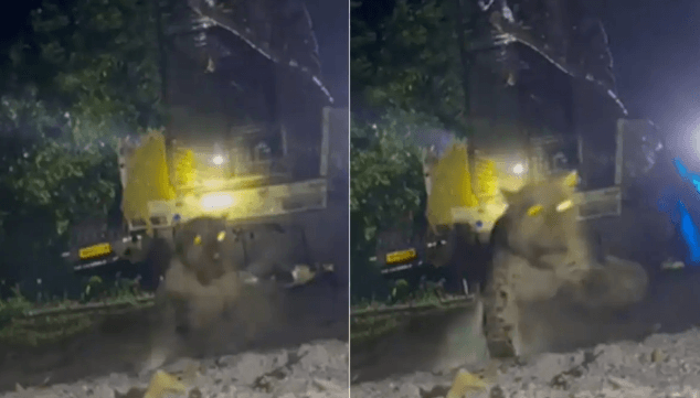 The video shows the interesting reaction of the leopard being released ...