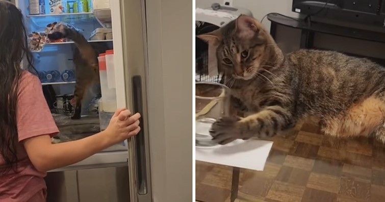 It showed all the "crimes" the cat had committed in a month - Telegraph ...