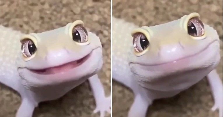 'Looks like a Disney character', adorable lizard takes the internet by ...