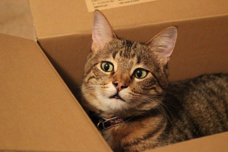 Why do your cats love cardboard boxes? - Telegraph - Telegraph
