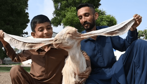 Goat with long ears, a sensation on social networks - Telegraph - Telegraph