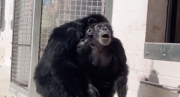 Watch the reaction of the chimpanzee when he saw the sky for the first ...