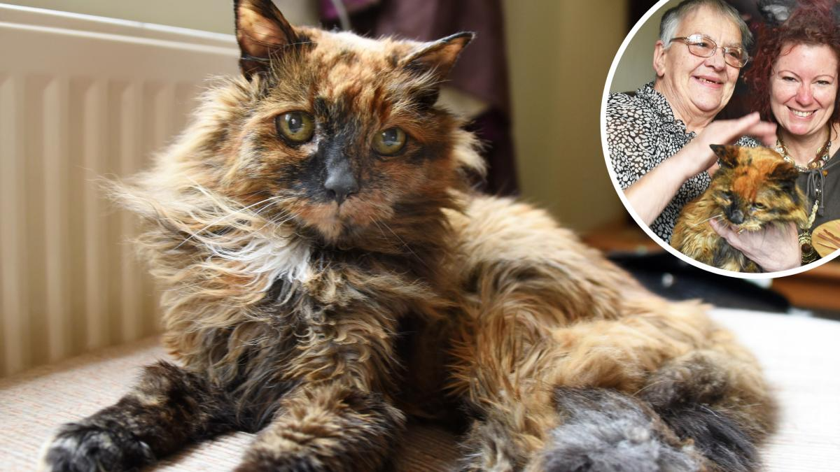 British woman's cat celebrates 32nd birthday - Telegraph - Telegraph