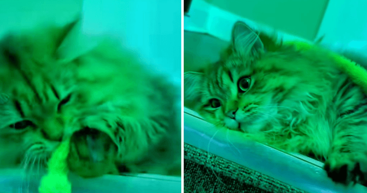 This TikTok filter aims to show how cats see the world - Telegraph ...