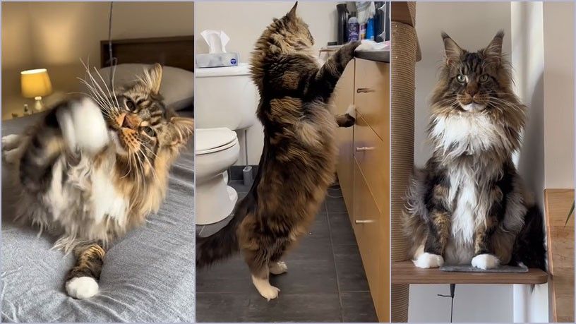 Macja ka fituar simpatinë e njerëzve për shkak të jetesës luksoze dhe ...