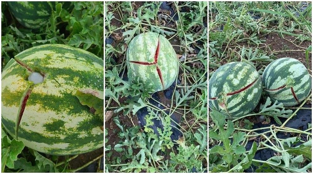 Watermelons in Presevo after the big hail - Telegraph - Telegraph