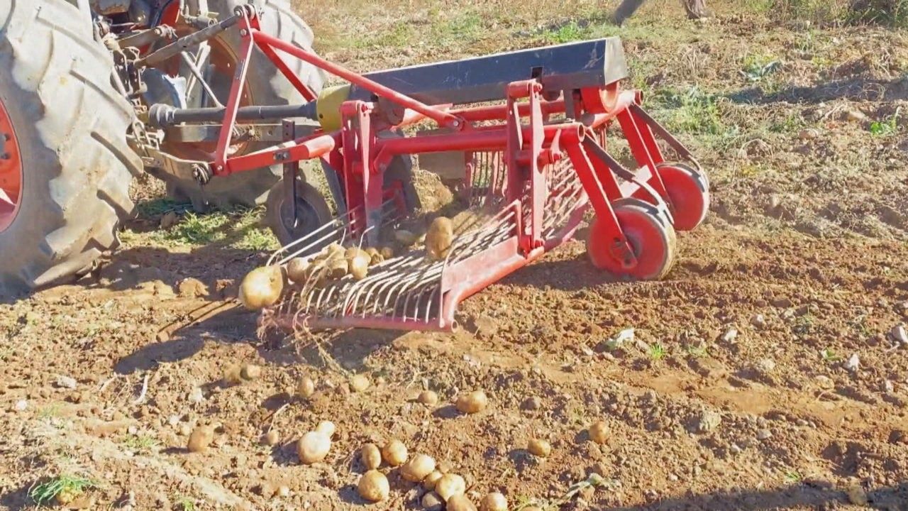 Bie prodhimi bujqësor në Shqipëri, na ishte dikur patatja e ...