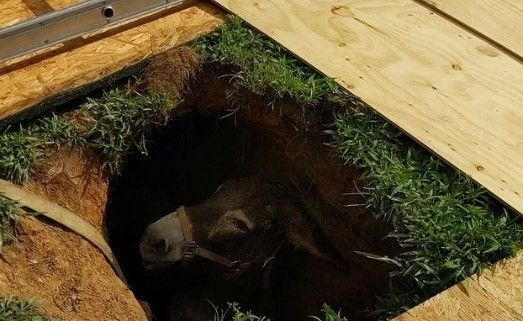 Firefighters rescue the donkey that fell into a pit in North Carolina - Telegraph - Telegraph