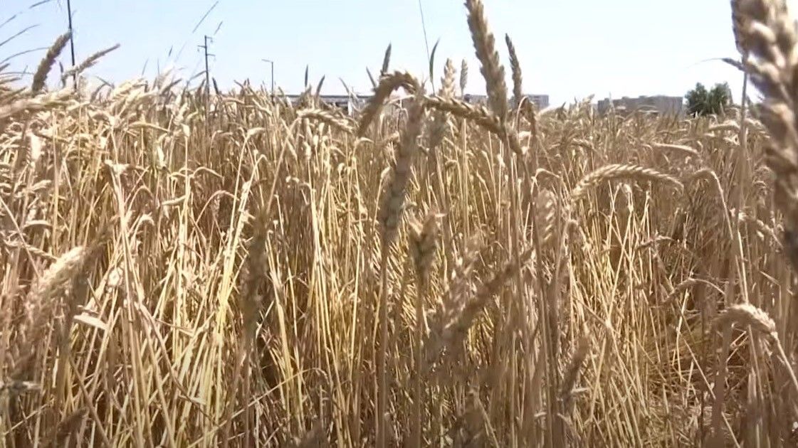 Vonesa në korrje-shirje, lagështia e grurit ende e lartë - Telegrafi ...