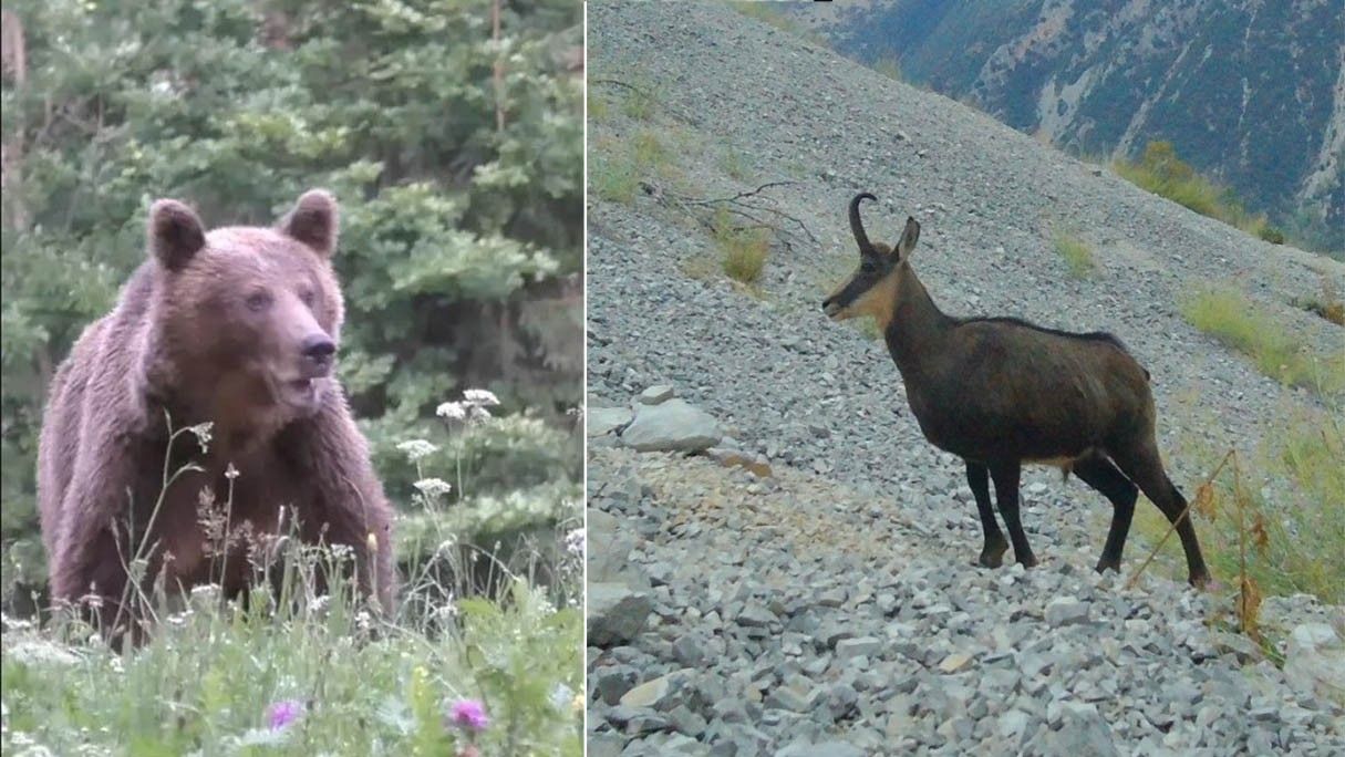 The hunters in Peja meet the bear and the herd of wild goats ...