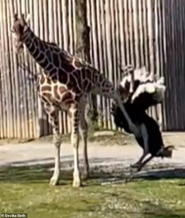 The ostrich tries to attack the giraffe - the funny moment is filmed ...
