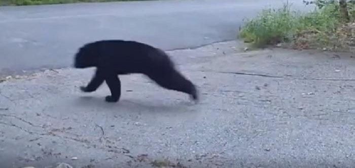 Macja e ndjek dhe e përzë ariun nga oborri i pronarit të saj ...