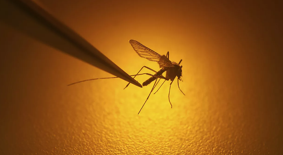 Tre të vdekur pasi u infektuan me virusin e Nilit Perëndimor nga ...