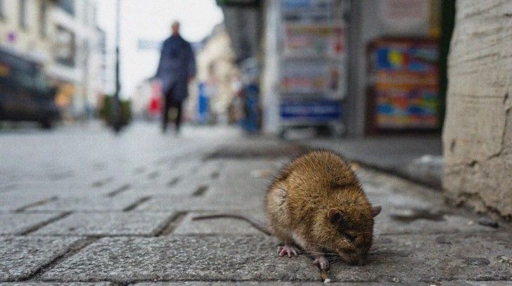 Mice fever, IKSHPK shows the preventive measures for this disease ...