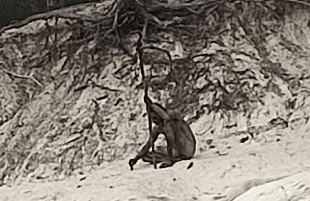 A 'wolf-man' roams the forests of Germany - Telegraph - Telegraph